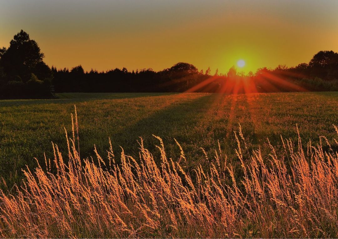 Compassionate Mind Foundation